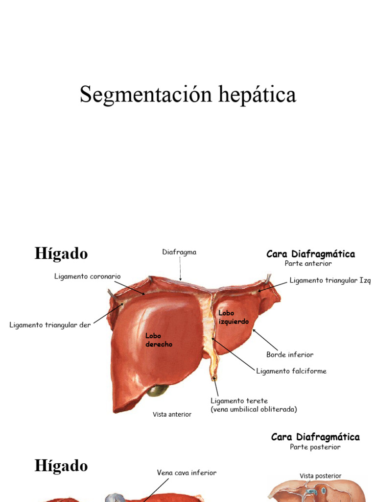 Segmentación Hepática Pdf Hígado Anatomía Humana