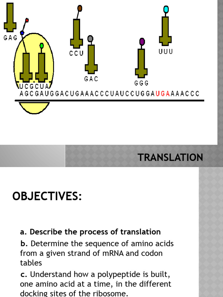 TRANSLATION | PDF | Translation (Biology) | Ribosome