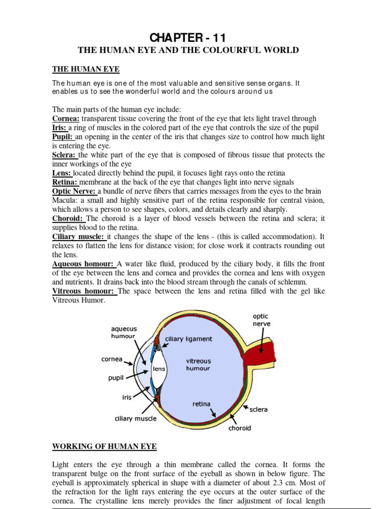 Human Eye Anatomy and Vision Defects | PDF
