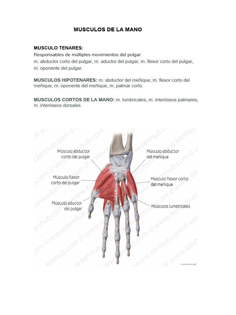 Músculos Tenares e Hipotenares de la Mano | PDF