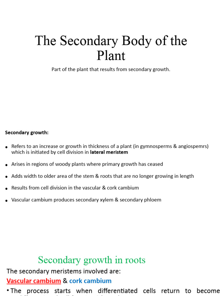 The Secondary Body of The Plant (Functions) | PDF | Plant Stem | Root