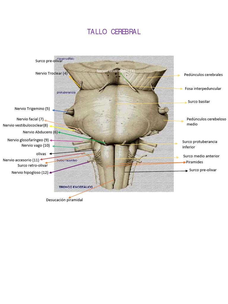 TALLO CEREBRAL | PDF