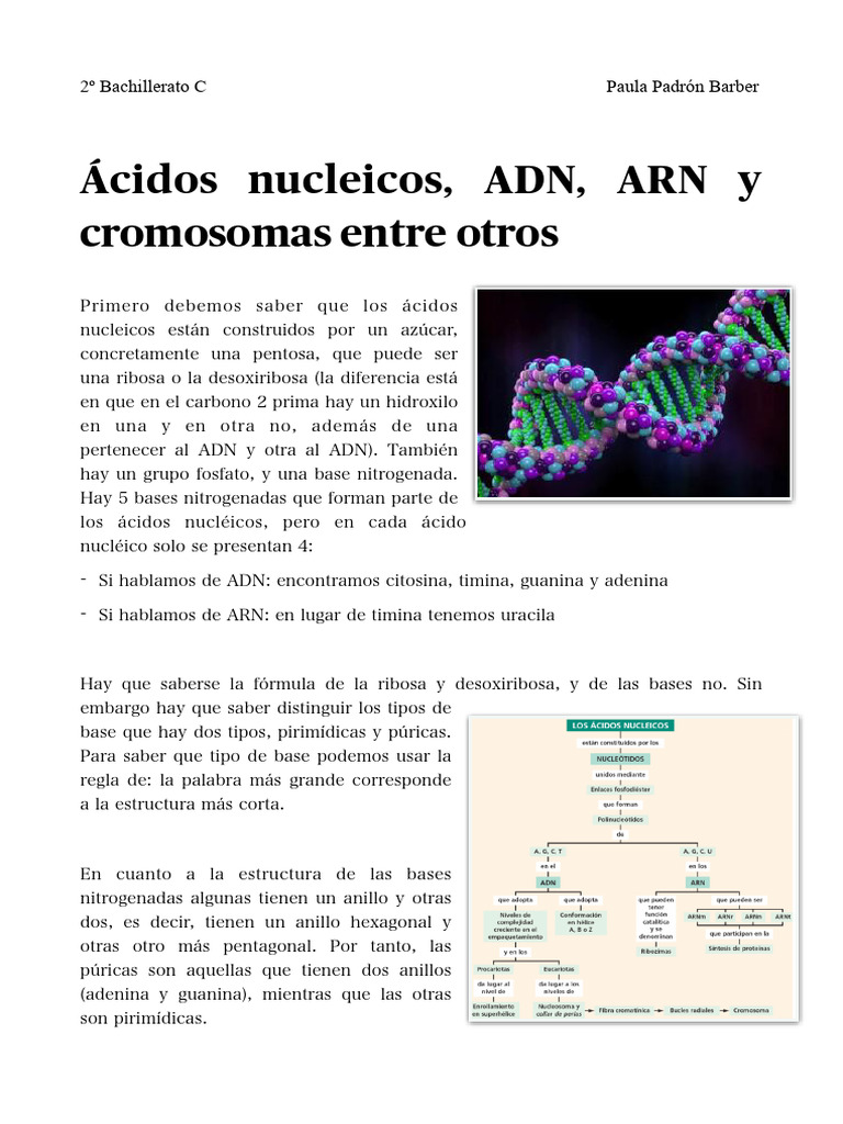 Ácidos Nucleicos | PDF | Ácidos nucleicos | Adn
