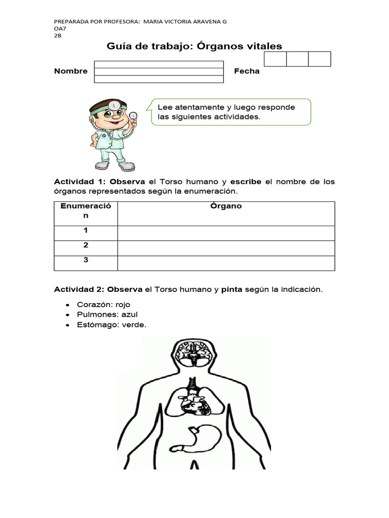 Guia de Trabajo Organos Vitales | PDF | Artes del Lenguaje y ...