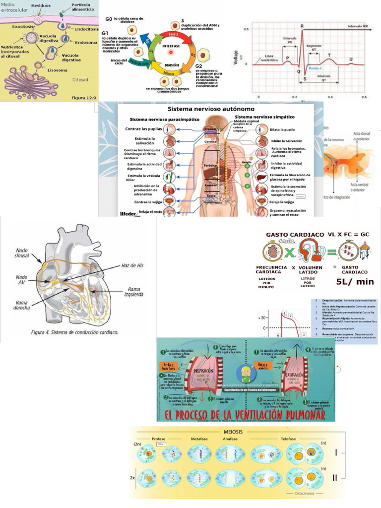 Imagenes Tema 1 y 2 | PDF