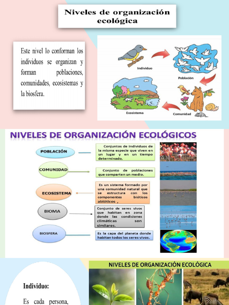 8 Grado Niveles de Organizacion Ecologica | PDF