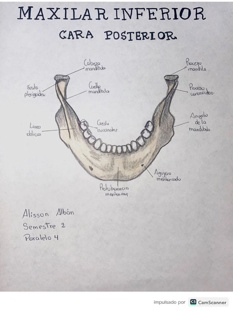 Maxilar Inferior Cara Posterior | PDF