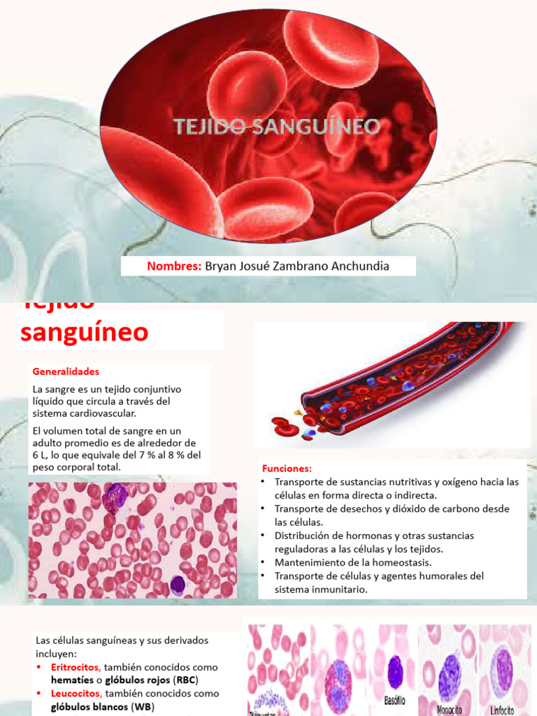Tejido Sanguineo | PDF | Linfocitos | Sangre