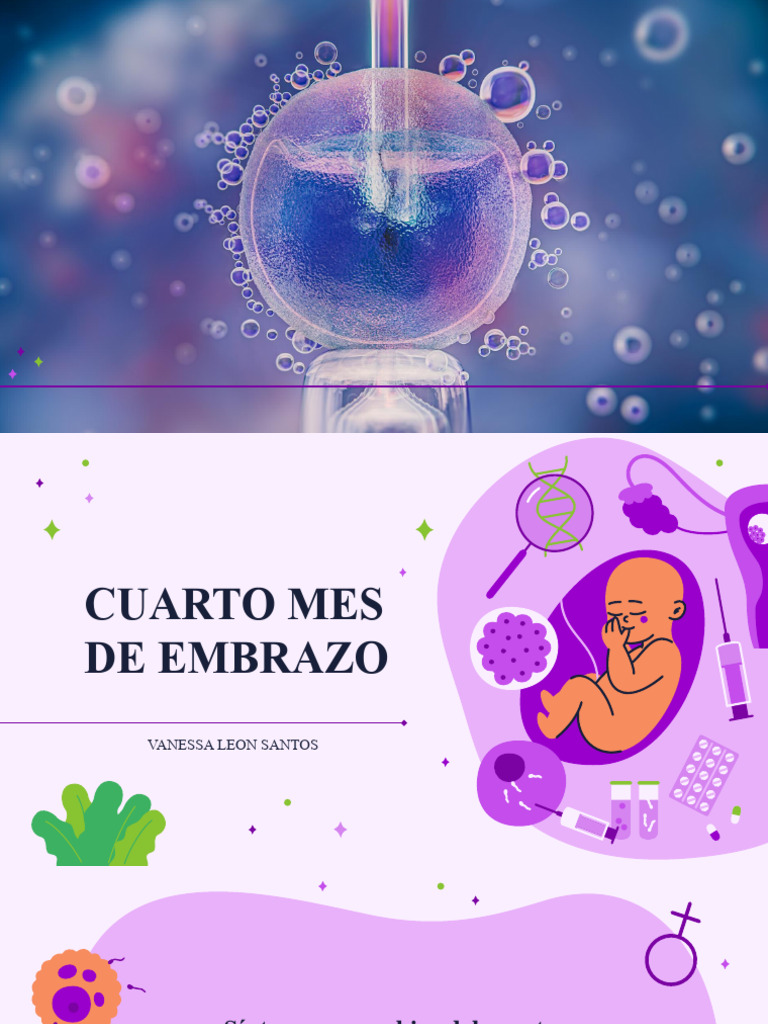 CUARTO MES DE EMBRAZO | PDF