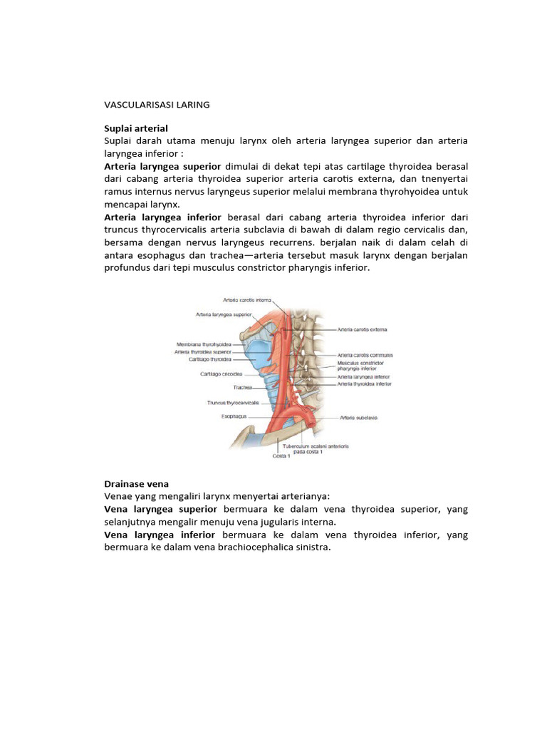 Vascularisasi Laring | PDF | Klasik