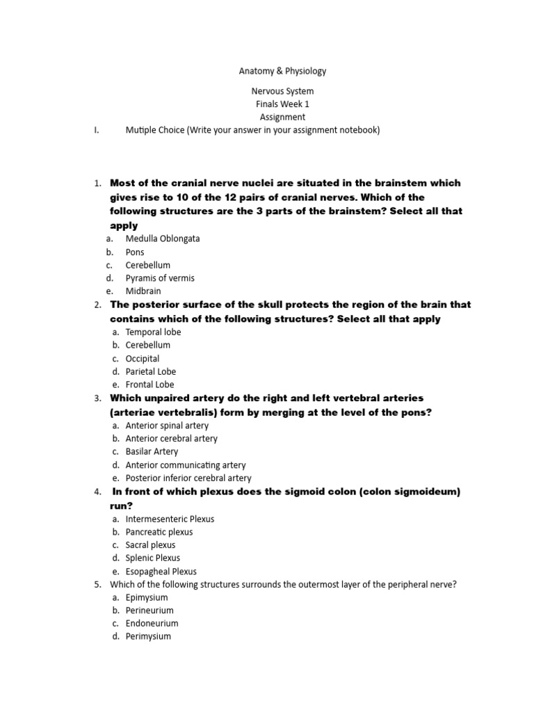 Nervous System Assignment Overview | PDF | Brainstem | Central Nervous ...