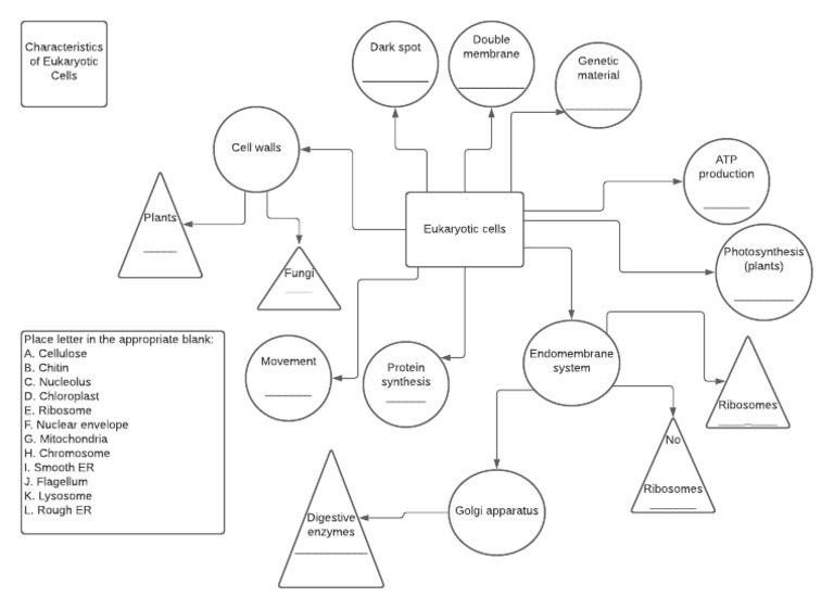 Eukaryotic Cell Concept Map 3BbT3ef | PDF