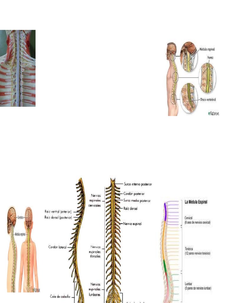 Anatomía y Funciones de la Médula Espinal | PDF | Médula espinal ...