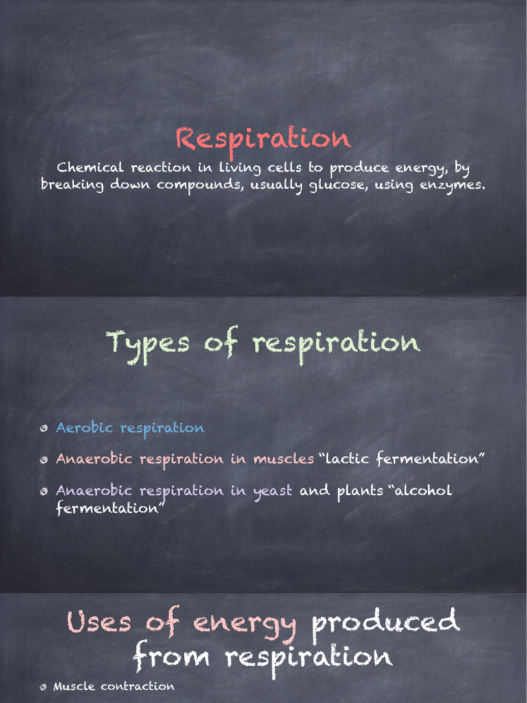 Respiration | PDF