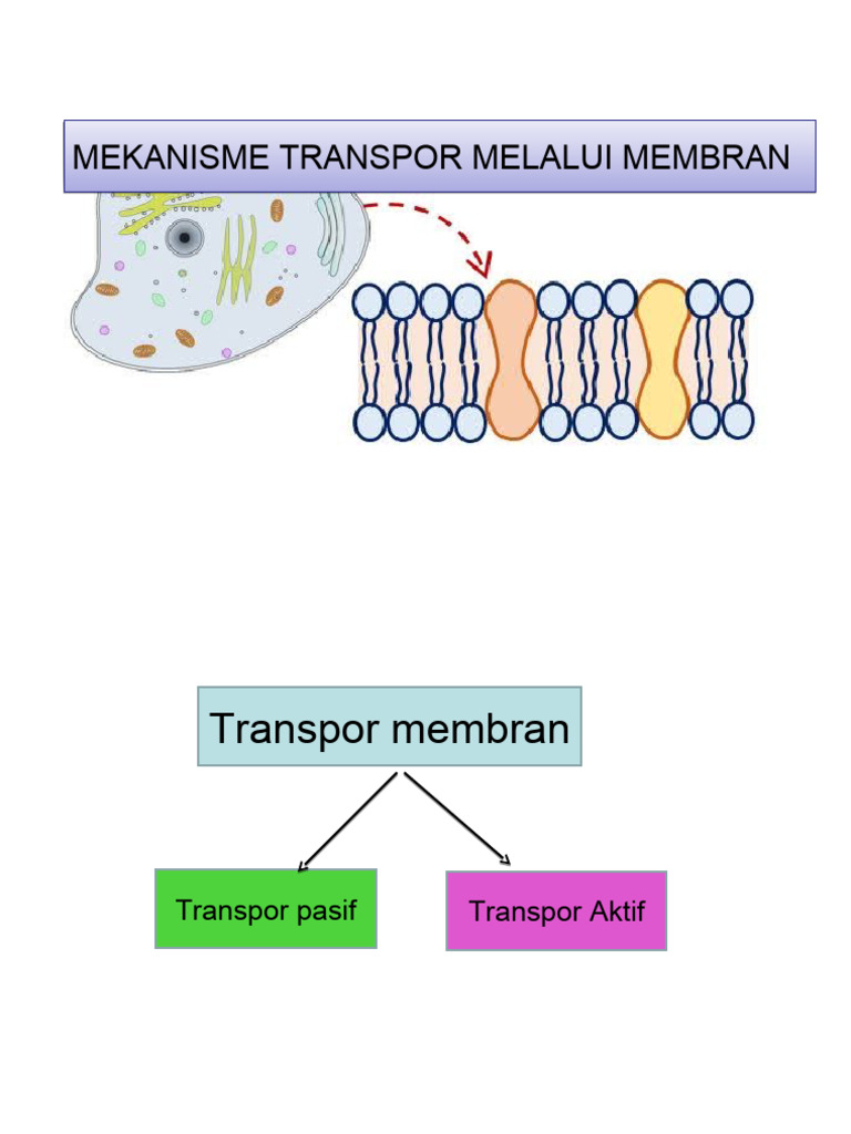 Membran Sel | PDF | Sains & Matematika