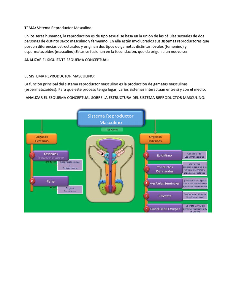Aparato Reproductor Masculino