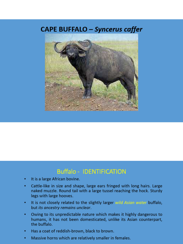 Buffalo PDF | PDF