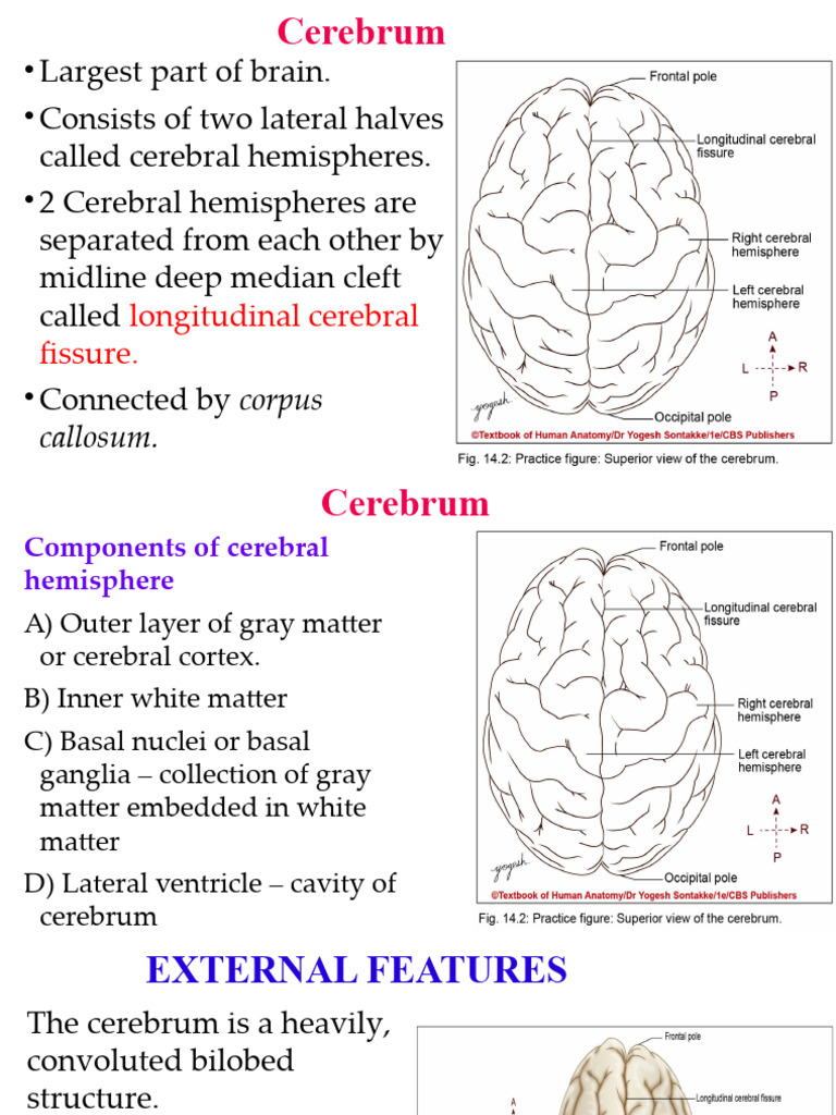 Cerebrum | PDF