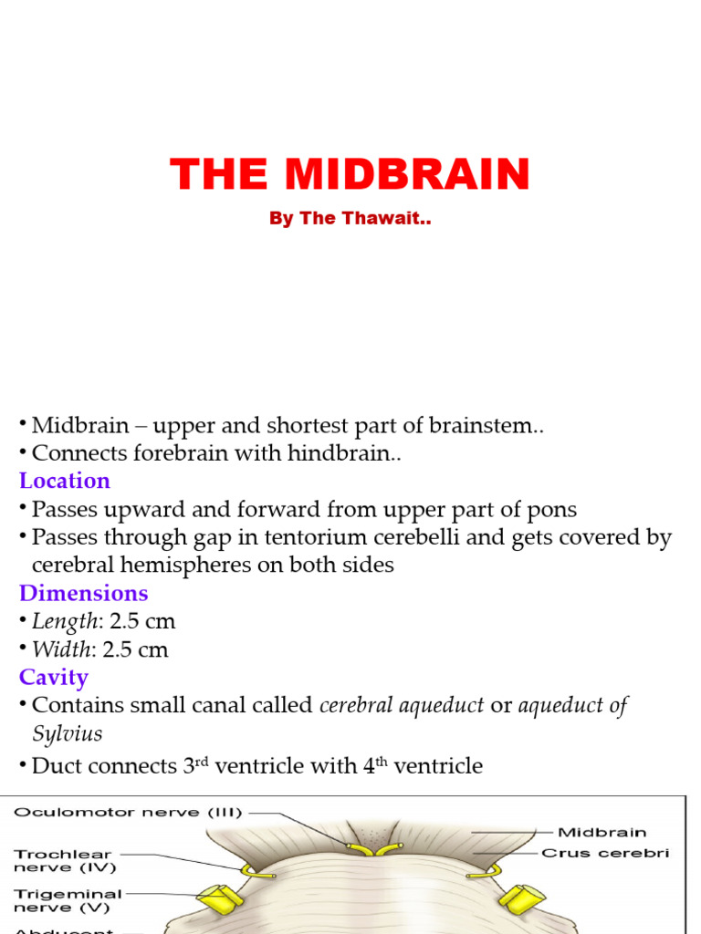 Midbrain | PDF