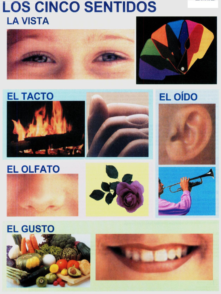 Los 5 Sentidos | PDF