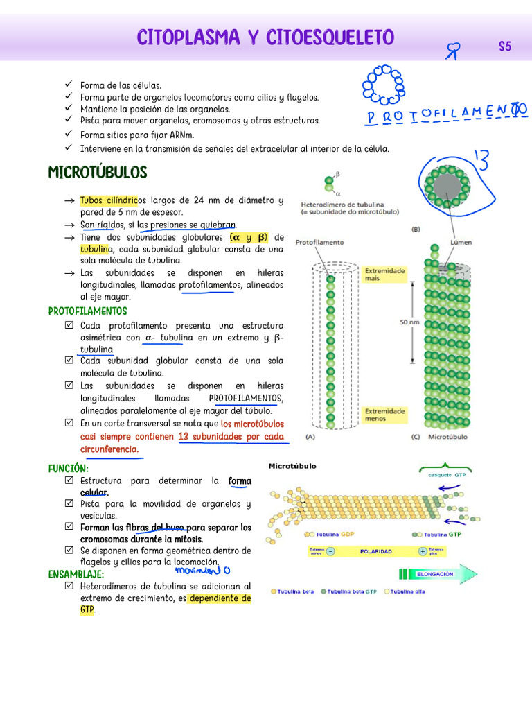 s5 - Citoplasma y Citoesqueleto | PDF