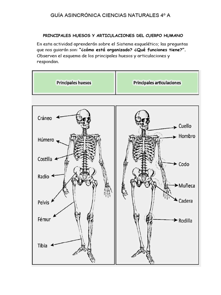 Guía Principales Huesos Y Articulaciones Del Cuerpo Humano Pdf