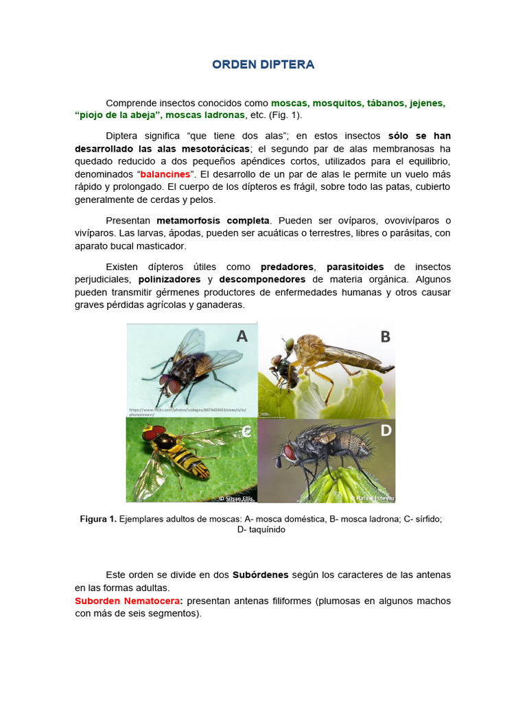 Diptera | PDF