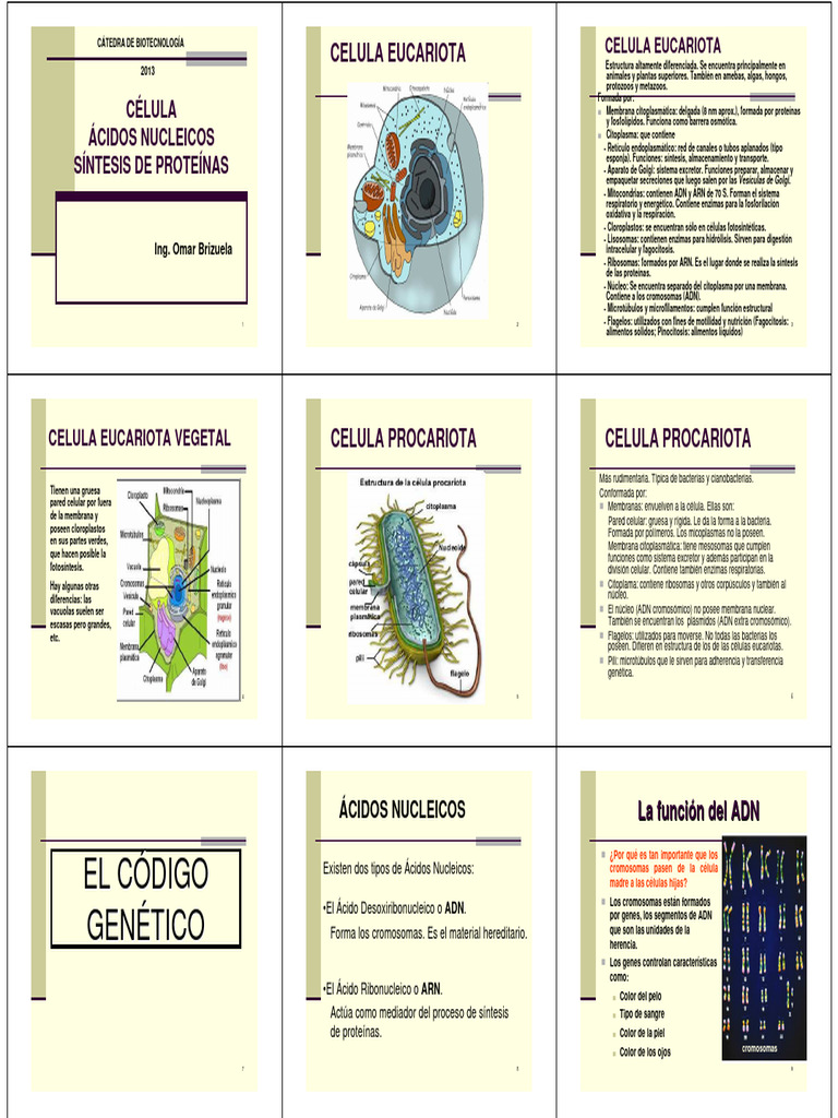 02 - Clase Adn y Proteinas 2013 para Alumnos | PDF | Adn | Rna