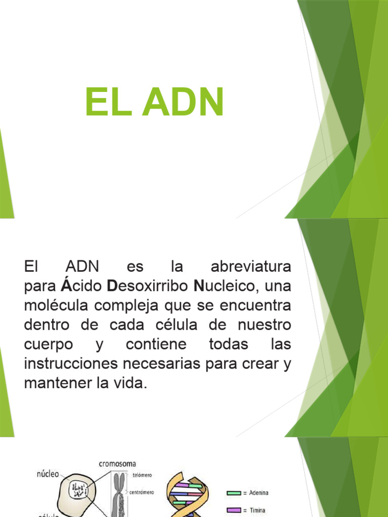 El Adn | PDF | Adn | Macromoléculas