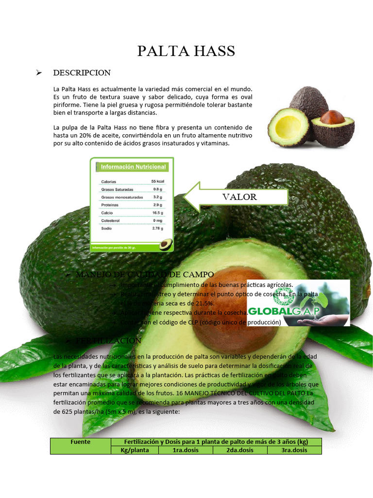 Variedad y manejo de la palta Hass | PDF | Fertilizante | Aguacate