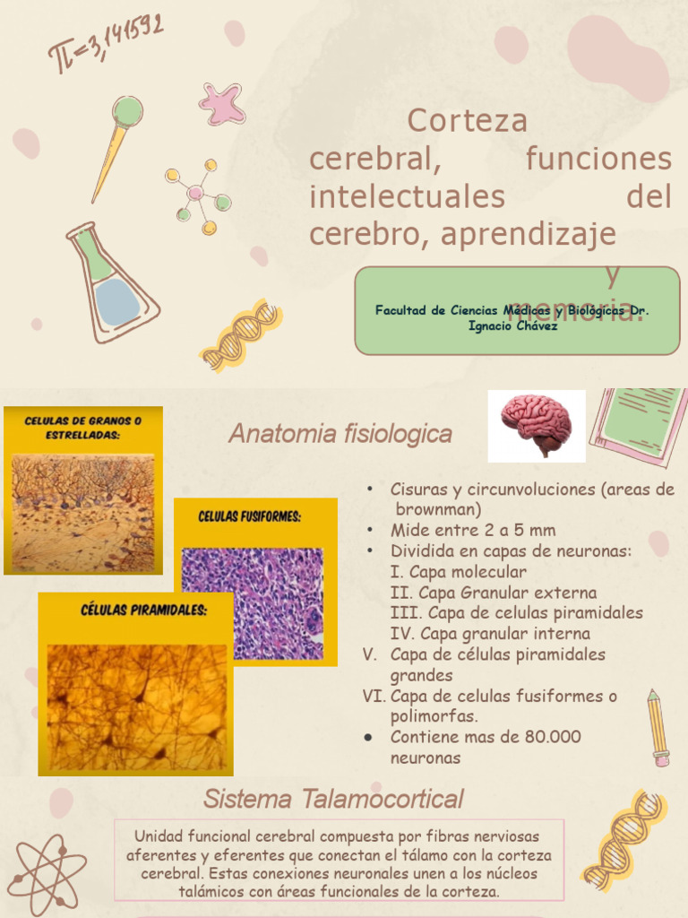 Corteza Cerebral Funciones Intelectuales Del Cerebro Aprendizaje Y