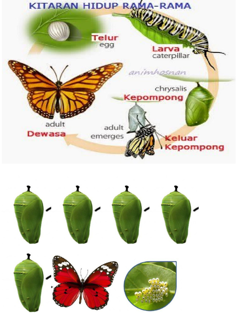 Kitaran Rama-Rama | PDF