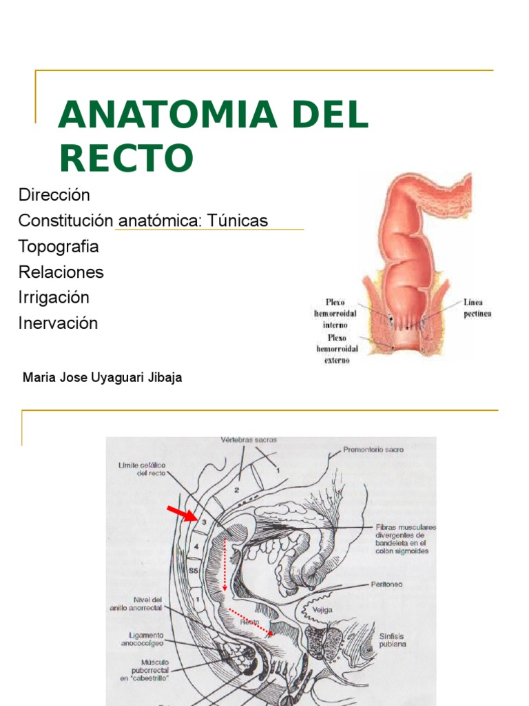 Anatomia Del Recto | PDF