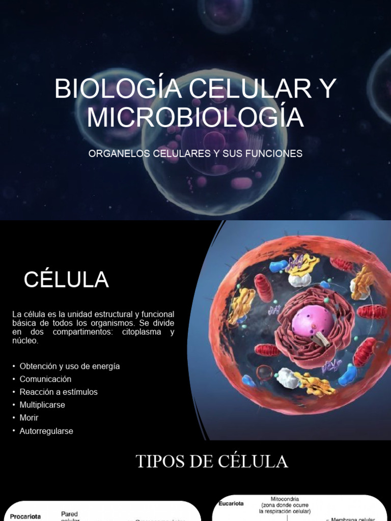 Organelos Celulares Organelos Celulares Y Sus Funciones BIOLOGIA