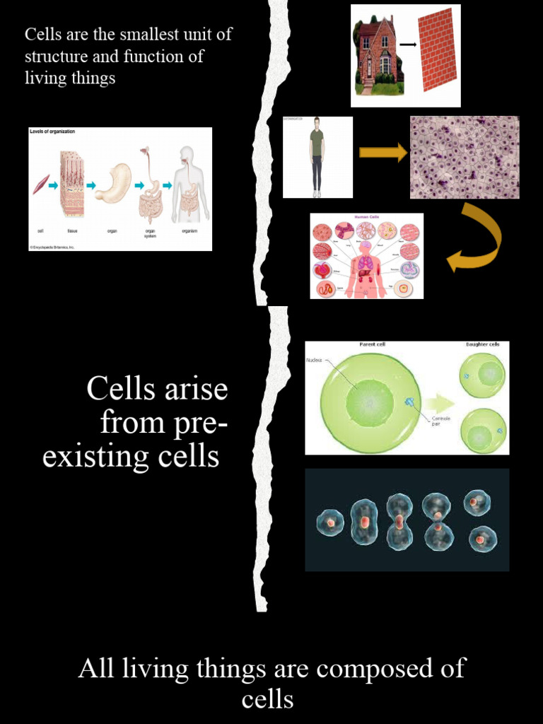 DEMO Cell Theory | PDF | Biology