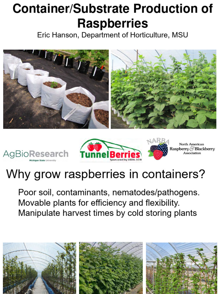 Container and Substrate Production of Raspberries Hanson | PDF ...