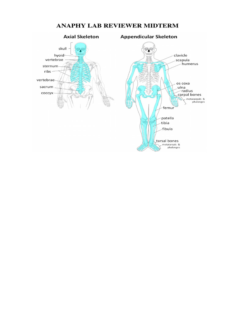 Anaphy Lab Reviewer Midterm | PDF | Foreign Language Studies | Wellness