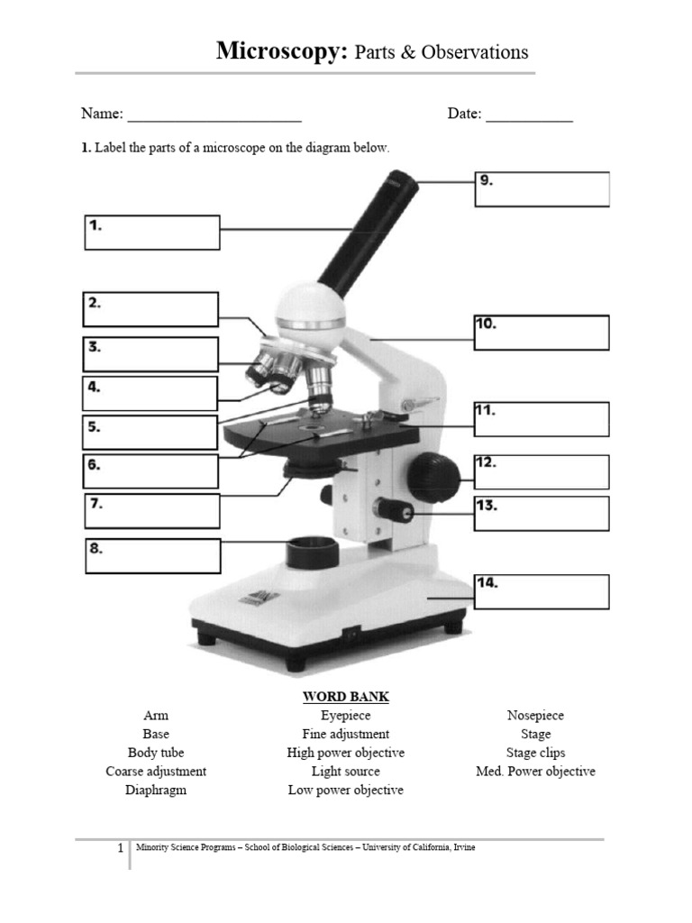 Microscope Activity | PDF | Electromagnetic Radiation | Atomic