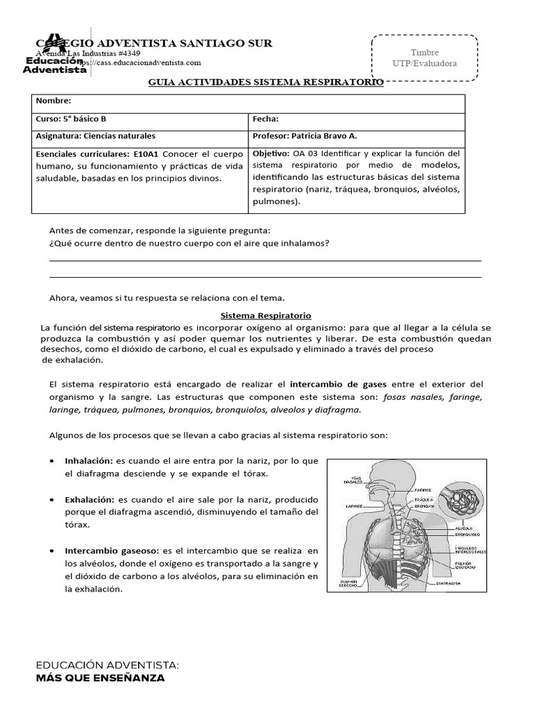 5to ciencias-GUIA SISTEMA RESPIRATORIO | PDF