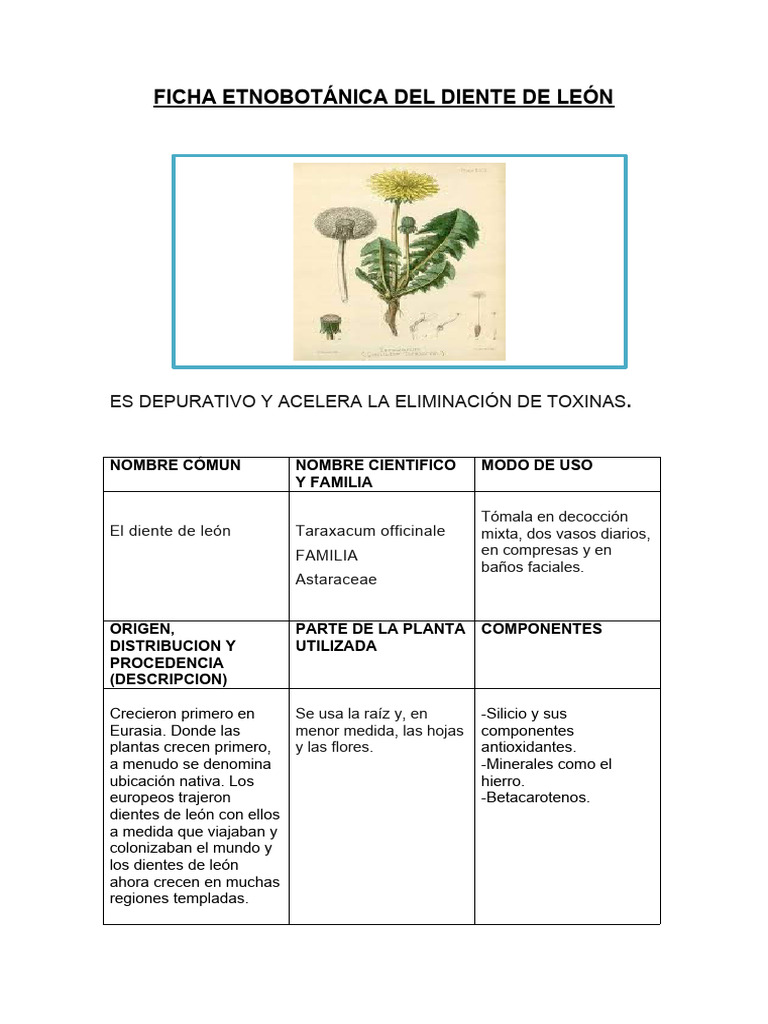 Ficha Etnobotánica Del Diente de Leon | PDF