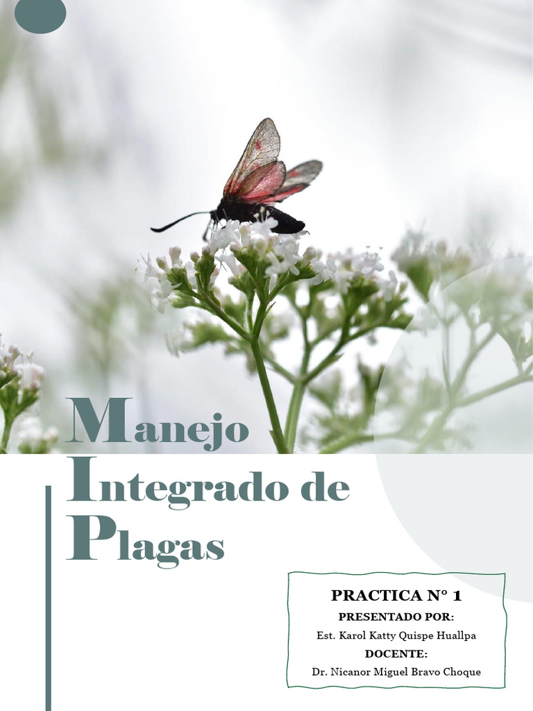 Practica N°1 - Mip | PDF