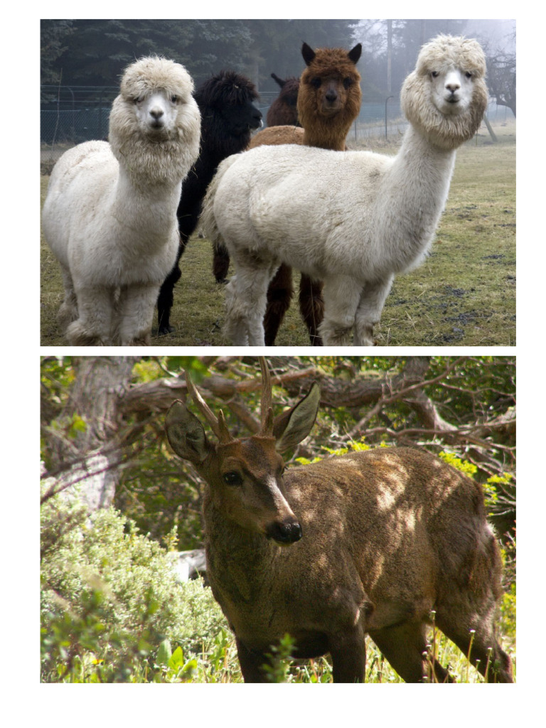 Animales Chilenos en Peligro de Extinción | PDF