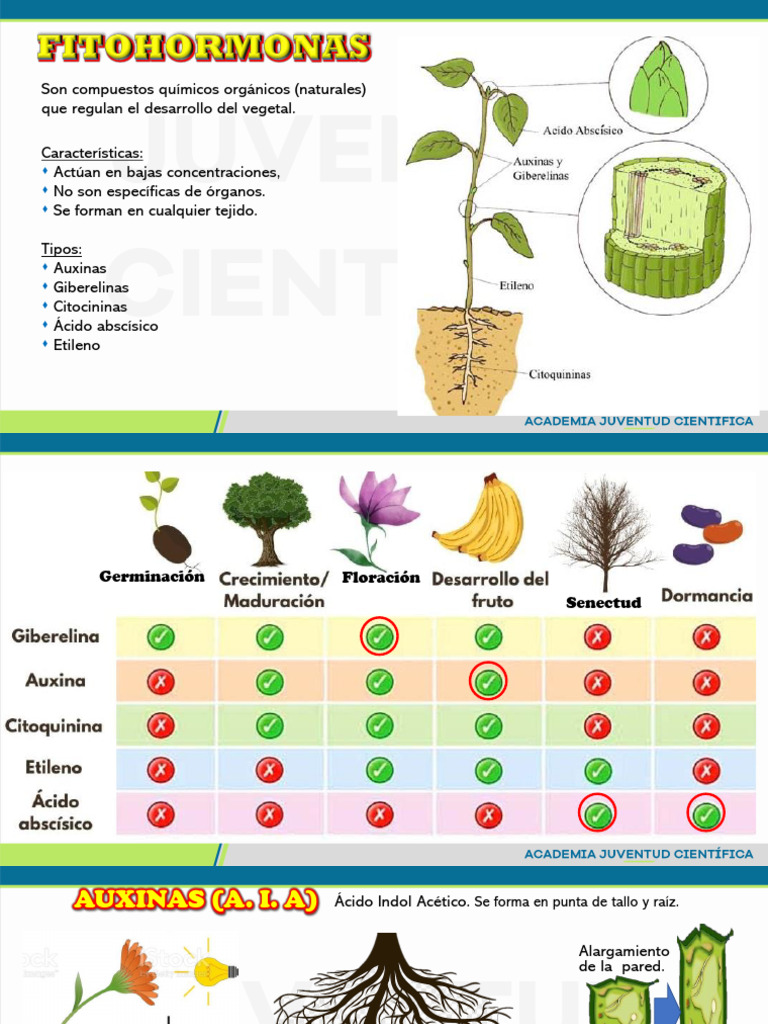 Hormonas Vegetales | PDF