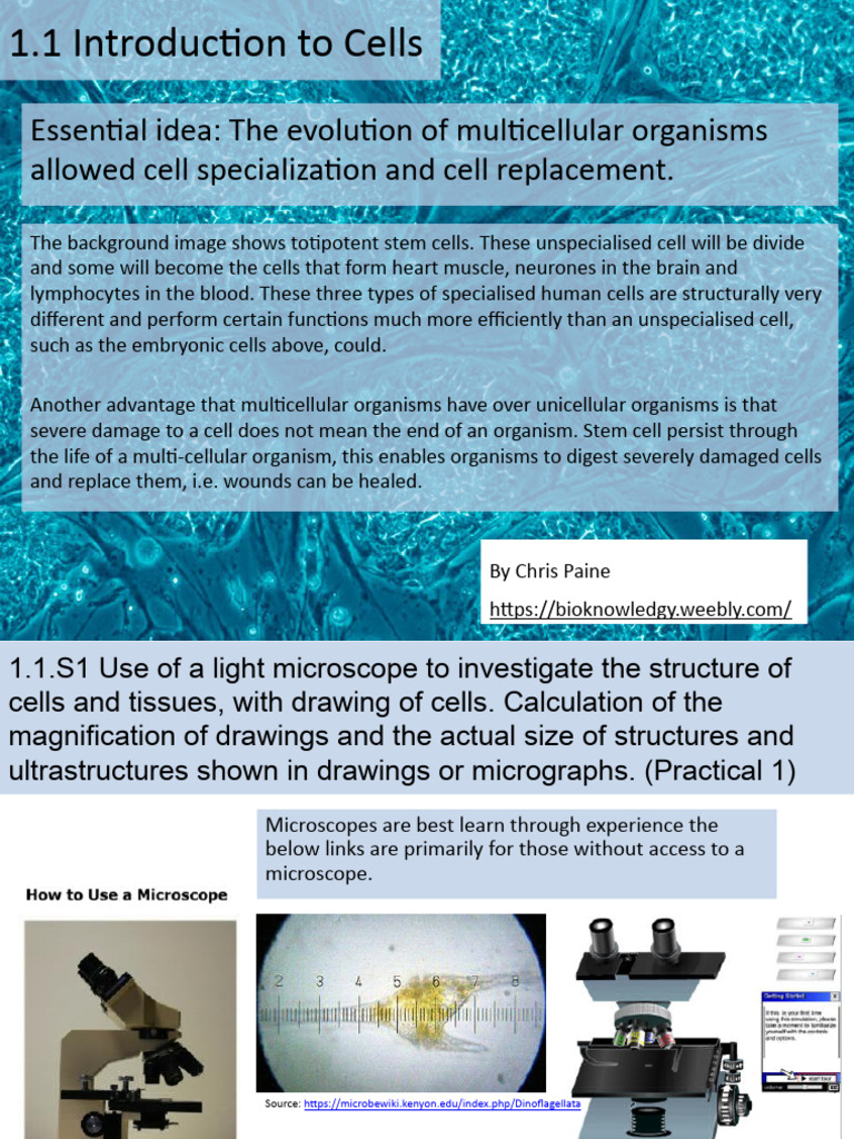 1.1 Introduction To Cells | PDF | Stem Cell | Cell Potency