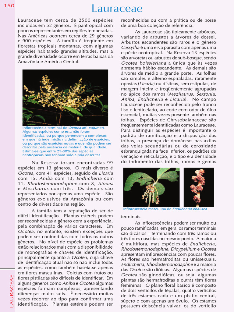 150 PFRD 1999 Lauraceae 3 | PDF
