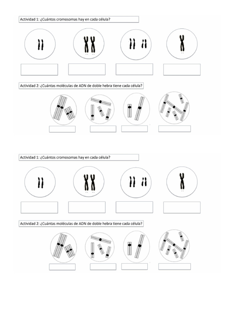 Guia de Cromosomas | PDF
