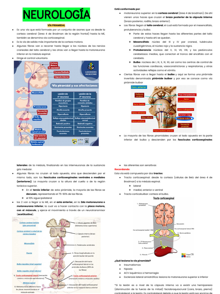Neurología 9no | PDF