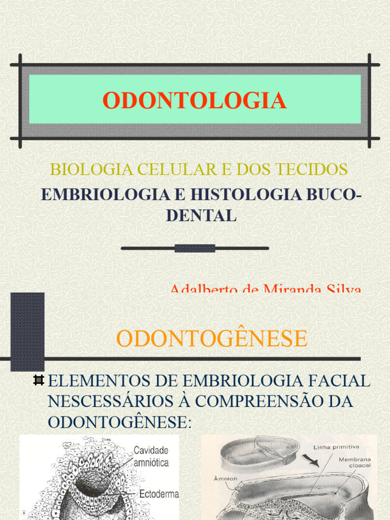 Aula Odontogenese | PDF