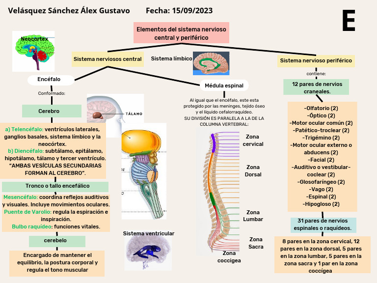 Esquema de Los Órganos y Elementos Del SNC Y SNP | PDF | Sistema ...