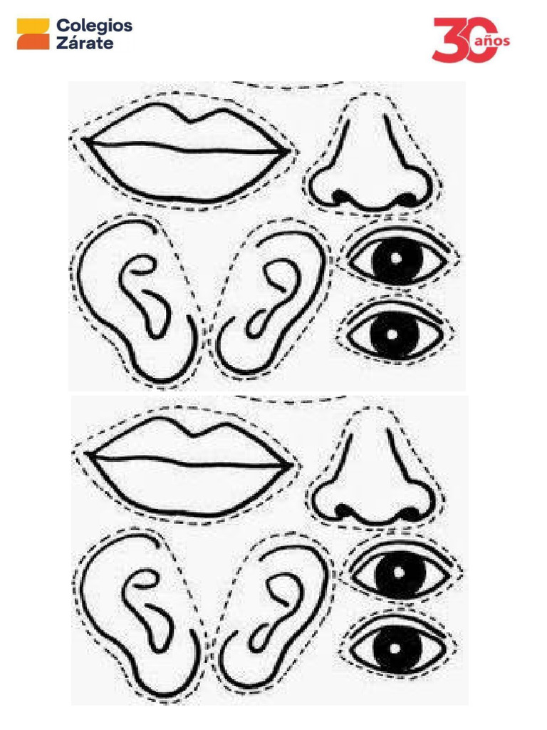 Partes de La Cara Imprimir | PDF